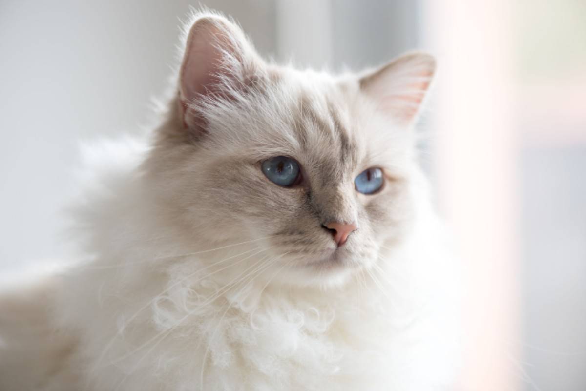 La sordità del gatto bianco a cosa è dovuta? Spiegazioni e curiosità