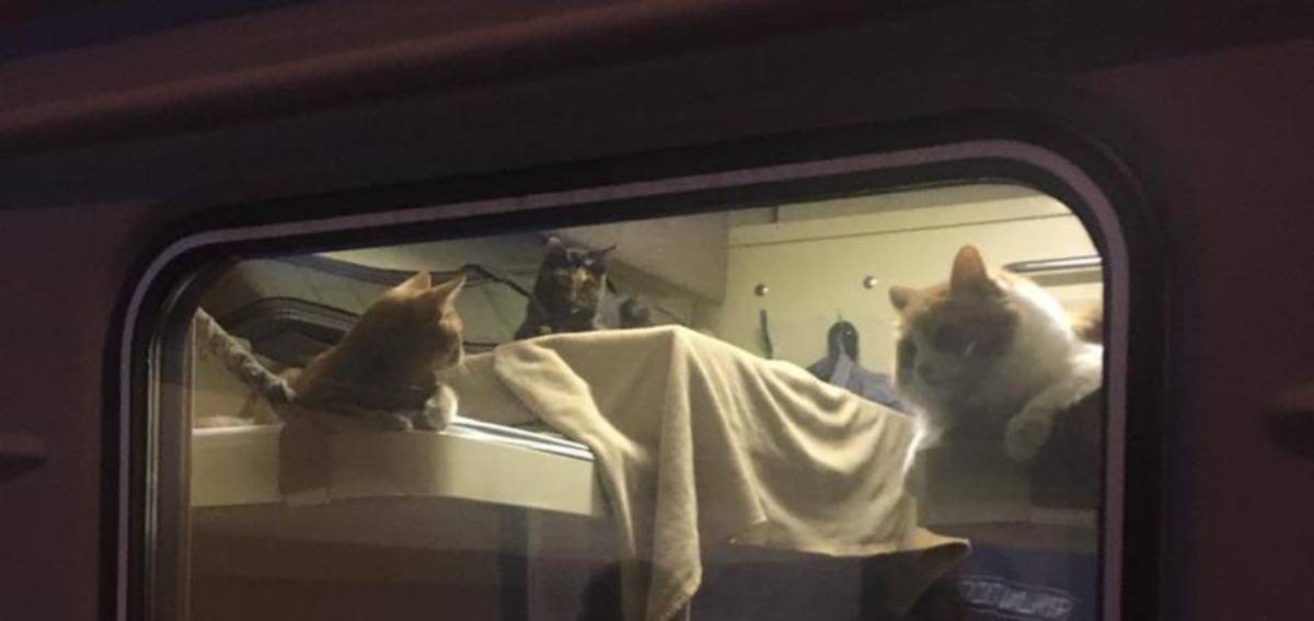 Viaggio in treno: uno scompartimento intero per i gatti