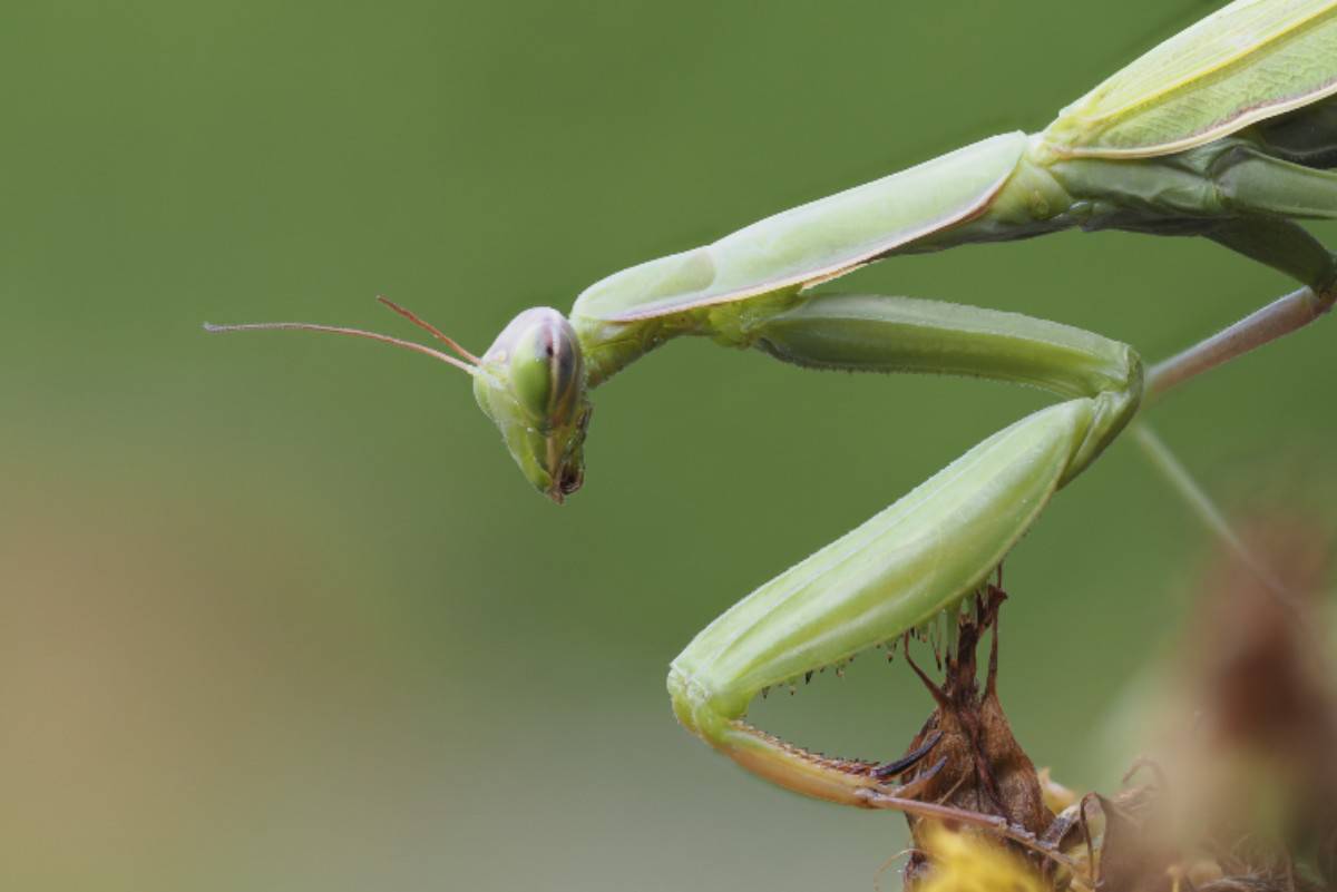 Gli insetti più rari al mondo: esemplari unici e spettacolari