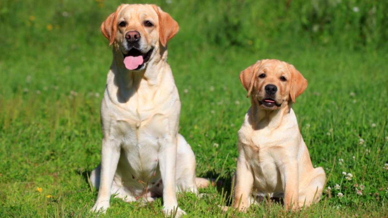 Adottare un Labrador Retriever: i motivi ed il suo padrone ideale