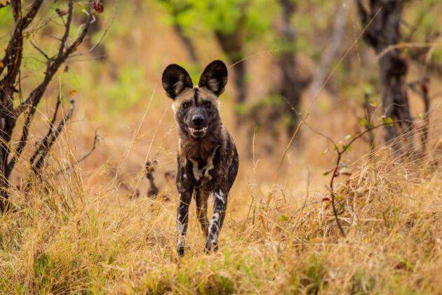 Licaone (Lycaon pictus): cosa mangia, dove vive, caratteristiche e ...