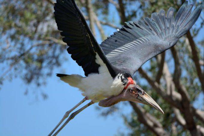 Marabù africano: cosa mangia, dove vive, caratteristiche e curiosità