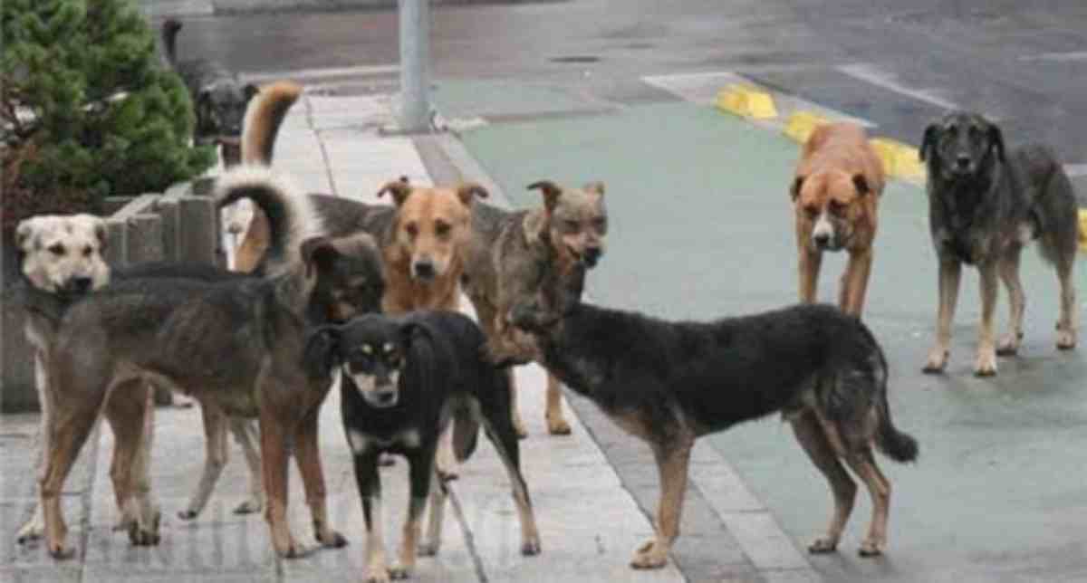Record di adozioni per una famiglia: adottati 20 cani randagi - VIDEO