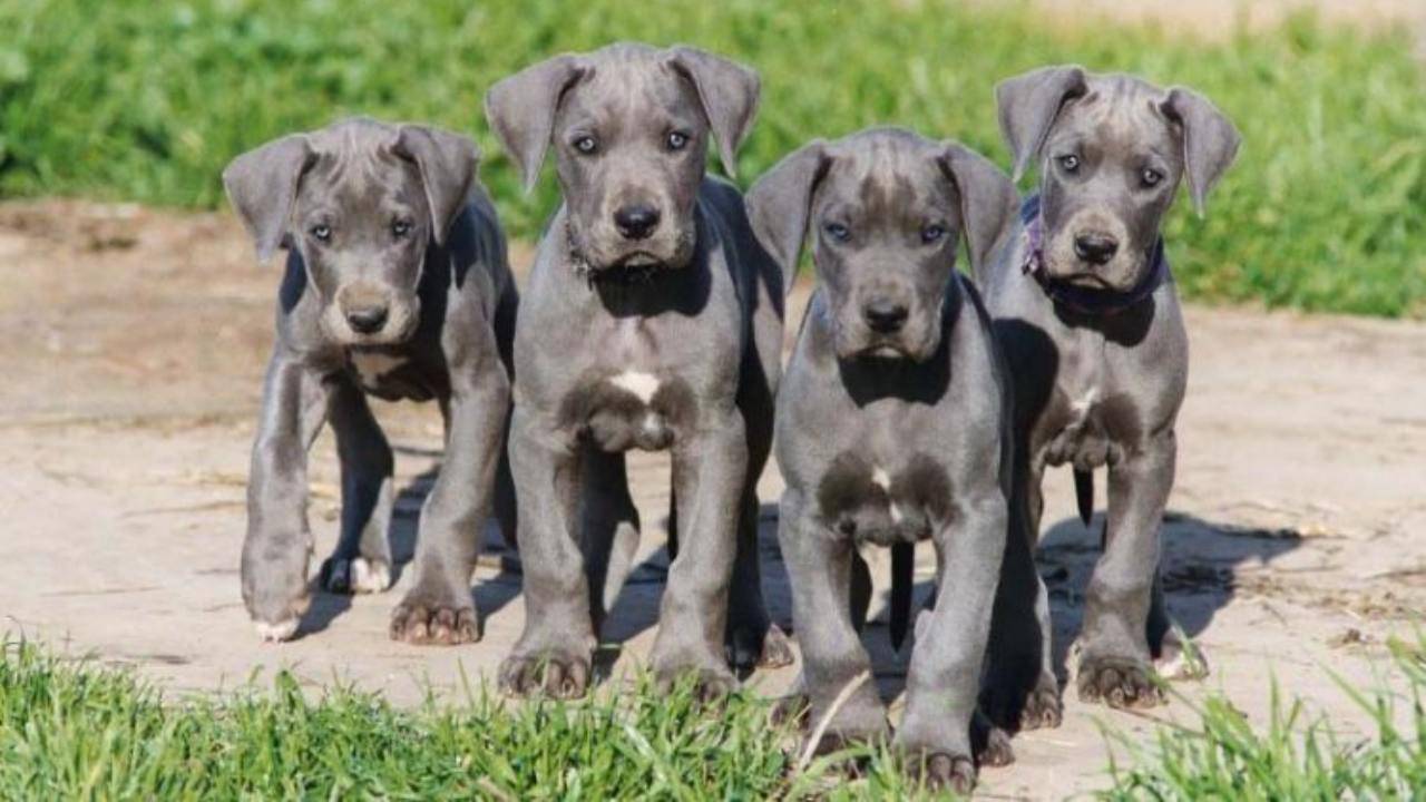 Alano: carattere, caratteristiche, aspetto, salute, prezzo e cuccioli