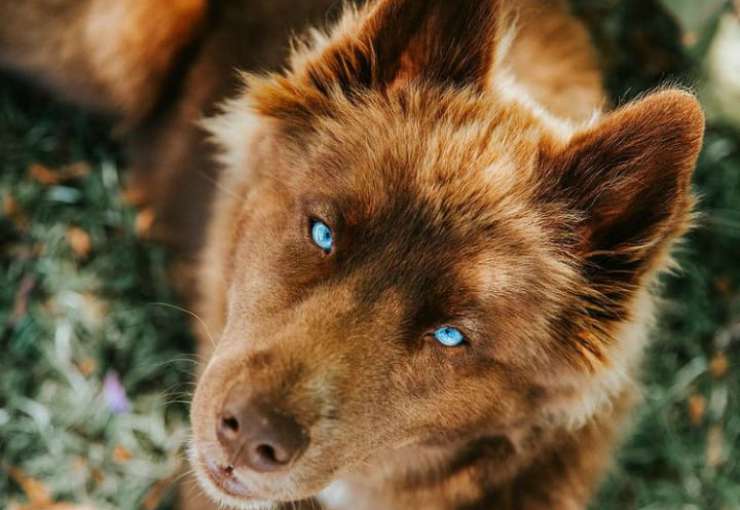 Un Siberian Husky dal pelo marrone che fa innamorare il web