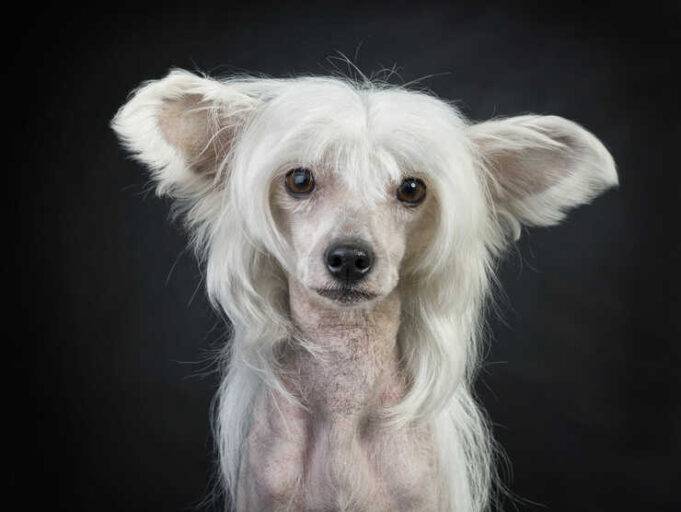 Razze di cani senza pelo: i più adorabili cani nudi al mondo