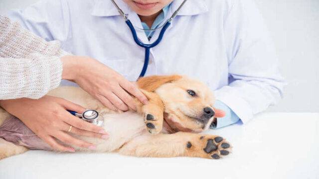 Tumore cardiaco nel cane: cause, sintomi e trattamento