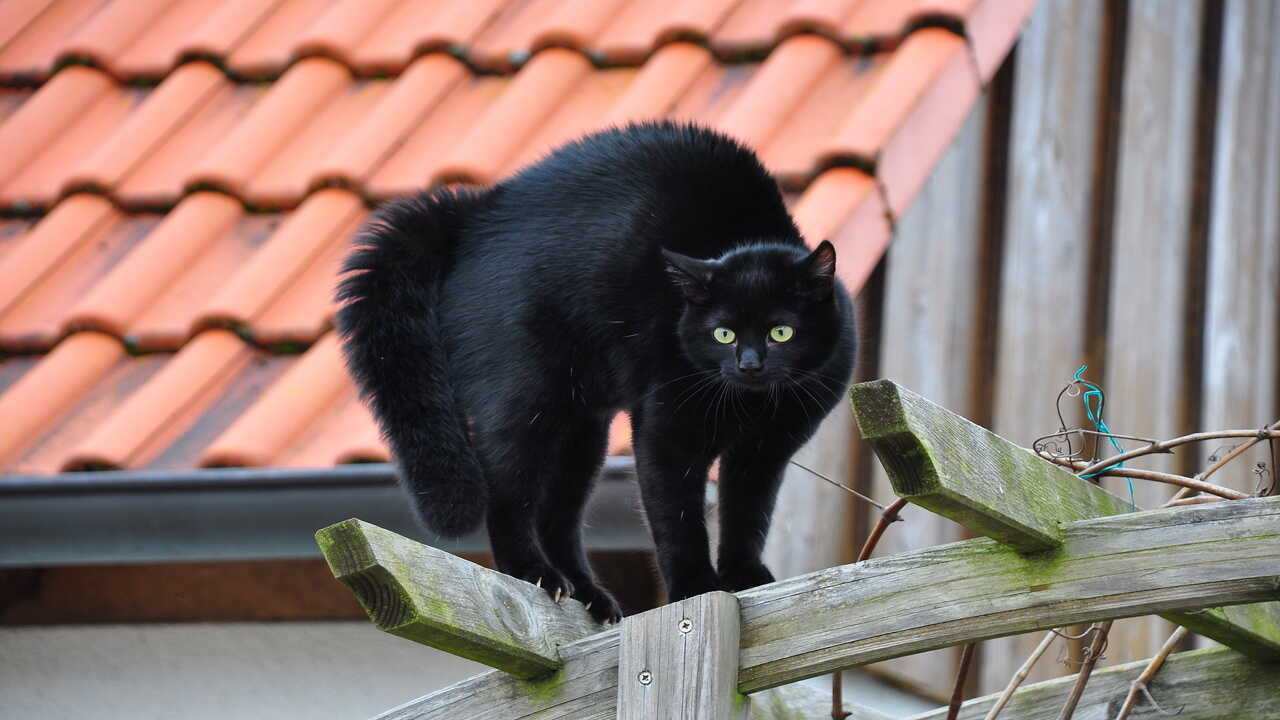 Perché il gatto inarca la schiena? Le ragioni del suo comportamento