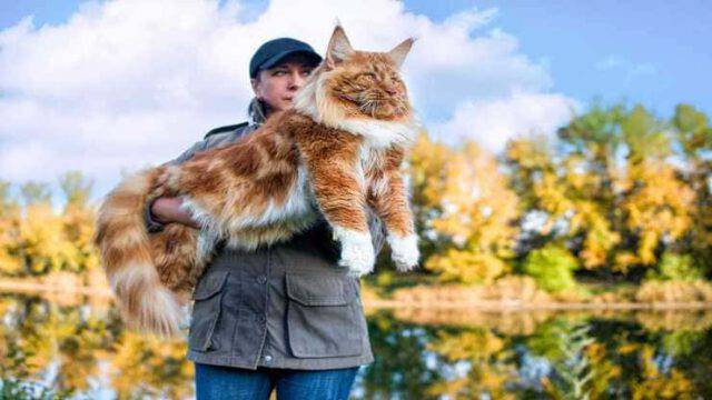 Razze di gatti più grandi al mondo: la classifica dei mici over size