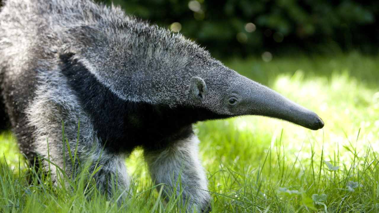 Formichiere: cosa mangia, dove vive, caratteristiche e curiosità