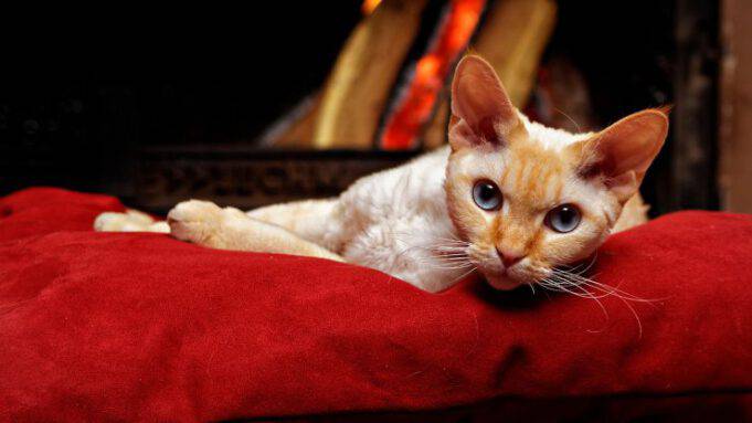 Devon Rex: prezzo, cuccioli, carattere, salute, alimentazione, cura