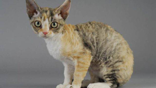 Devon Rex: prezzo, cuccioli, carattere, salute, alimentazione, cura