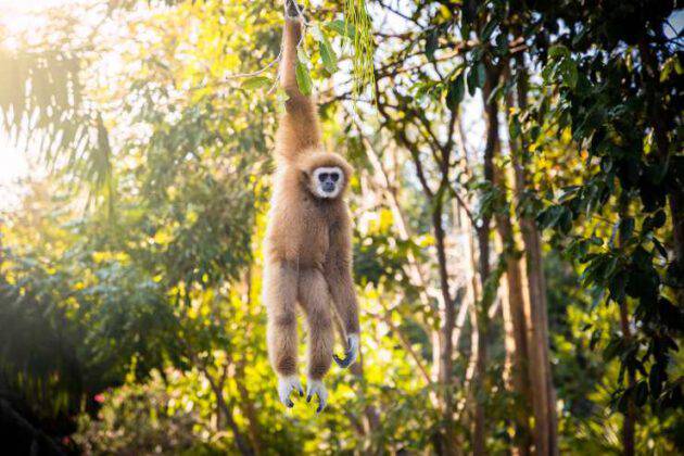 Gibbone (Hylobatidae): cosa mangia, dove vive, caratteristiche e curiosità