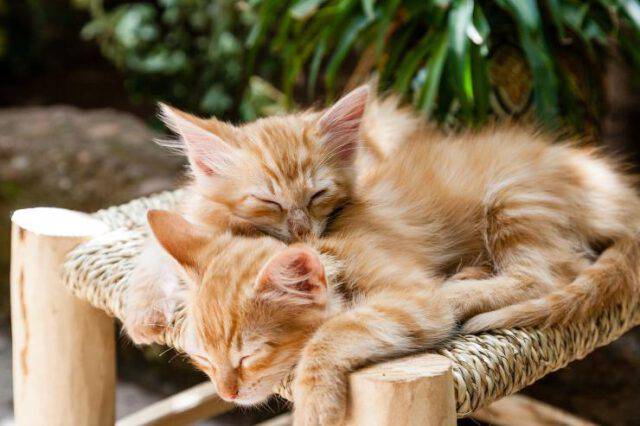 I gatti più piccoli del mondo: quali sono, da dove vengono e come sono ...