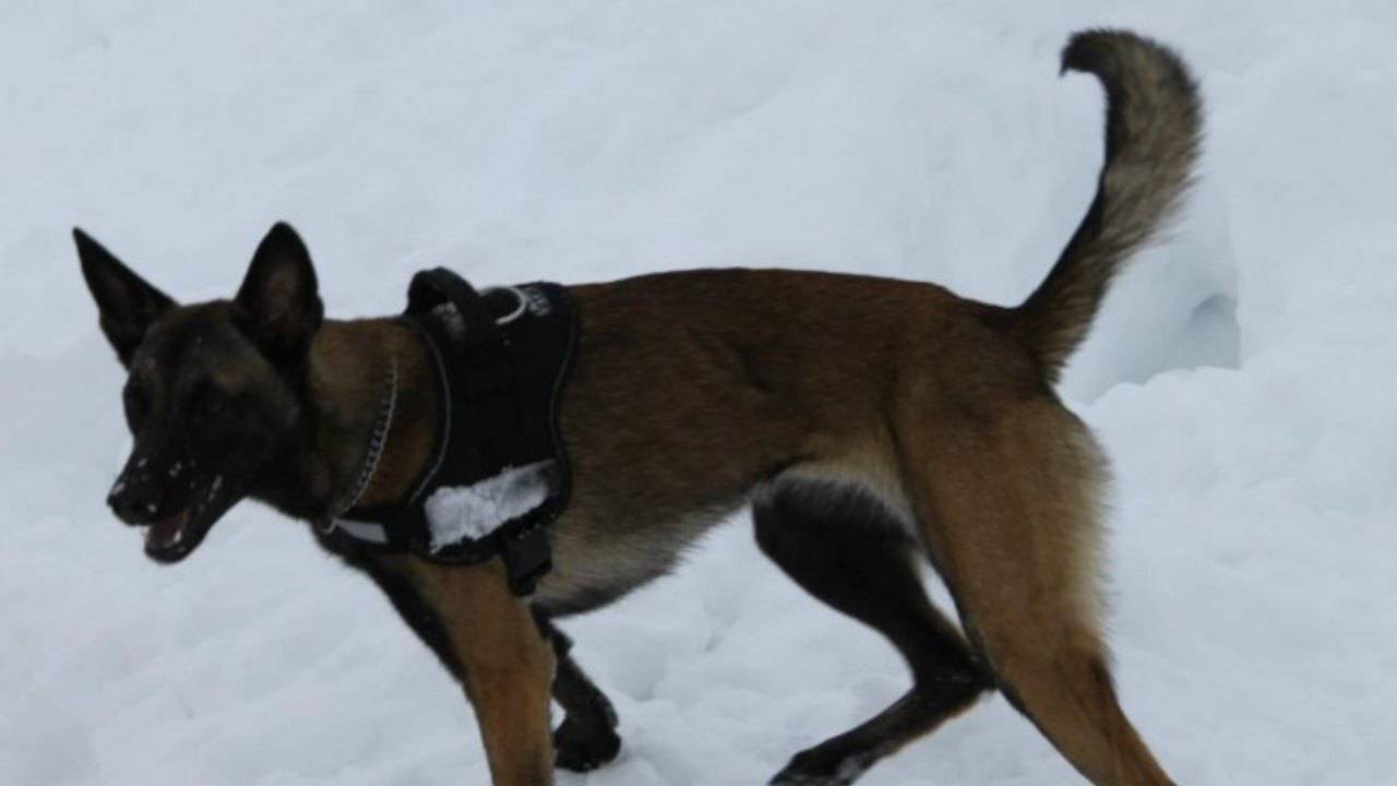 Malice, il cane da soccorso che ha passato 16 giorni perso tra i ghiacchi