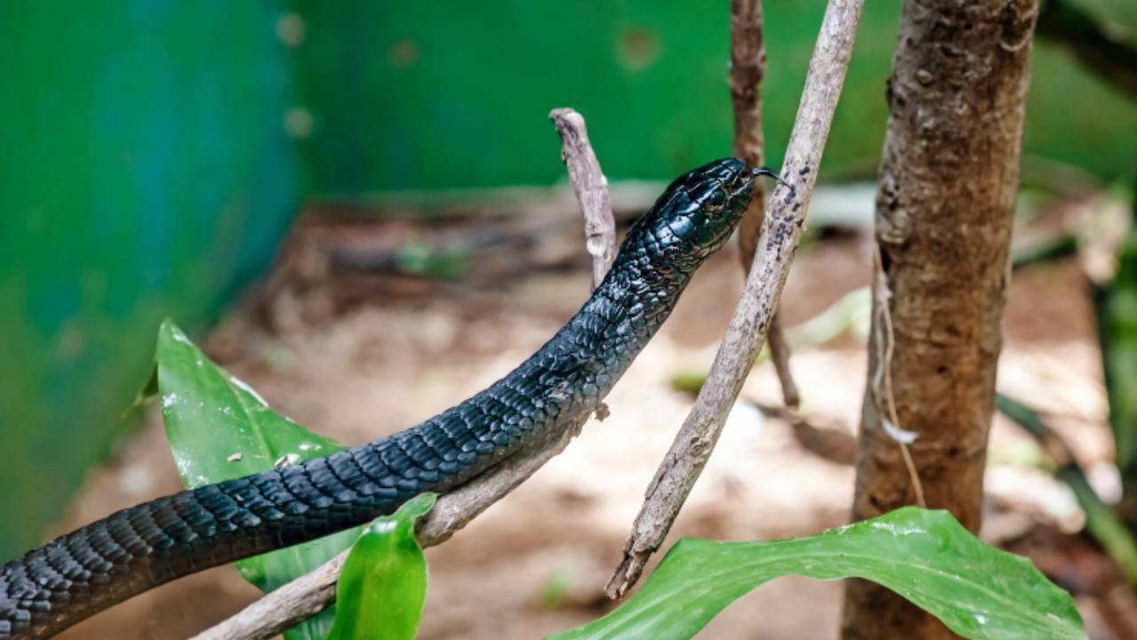 Mamba nero: cosa mangia, dove vive, caratteristiche e curiosità