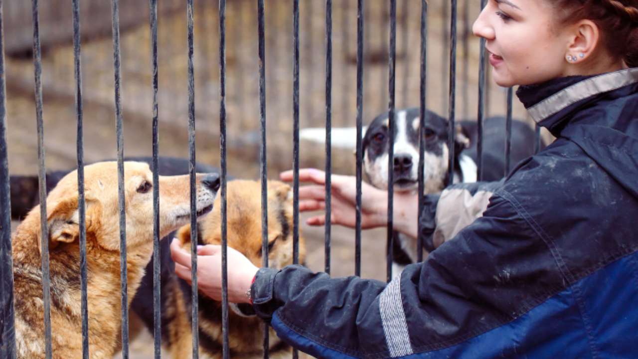 Perché adottare un cane dal canile? I motivi principali