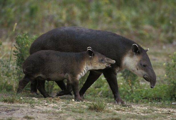 Tapiro: cosa mangia, dove vive, caratteristiche e curiosità