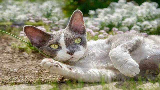 Devon Rex: prezzo, cuccioli, carattere, salute, alimentazione, cura