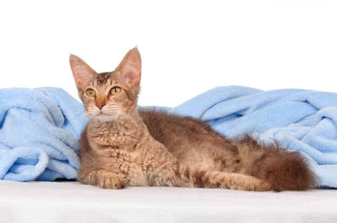 Razze di gatti a pelo riccio: l'elenco degli esemplari più spettacolari