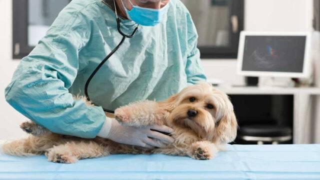 Tumore venereo nel cane: il cancro che si trasmette
