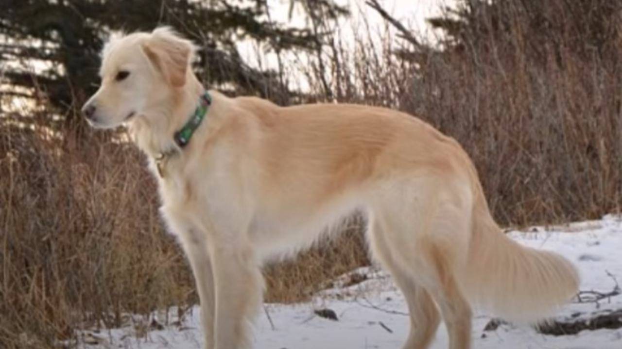 L'aquila ferita viene salvata dal cane Kenai - VIDEO