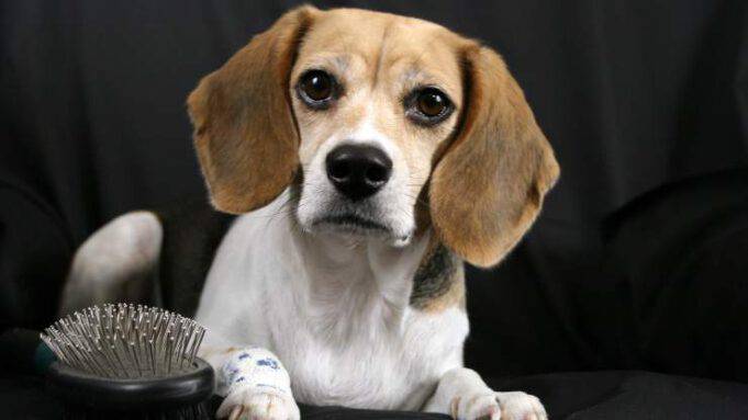 Prendersi cura del pelo del Beagle: toelettatura e bagnetto