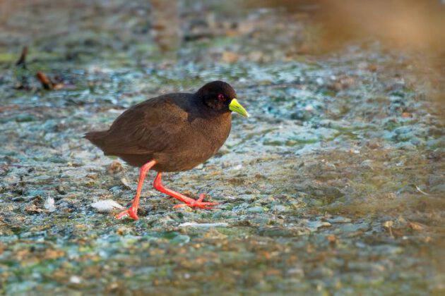 Crake africano: cosa mangia, dove vive, caratteristiche, curiosità