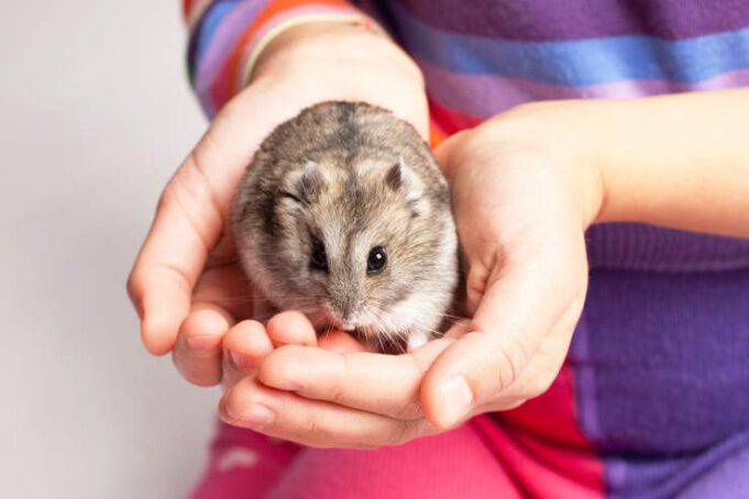 Razze di criceto adatte ai bambini: quali sono i mammiferi migliori