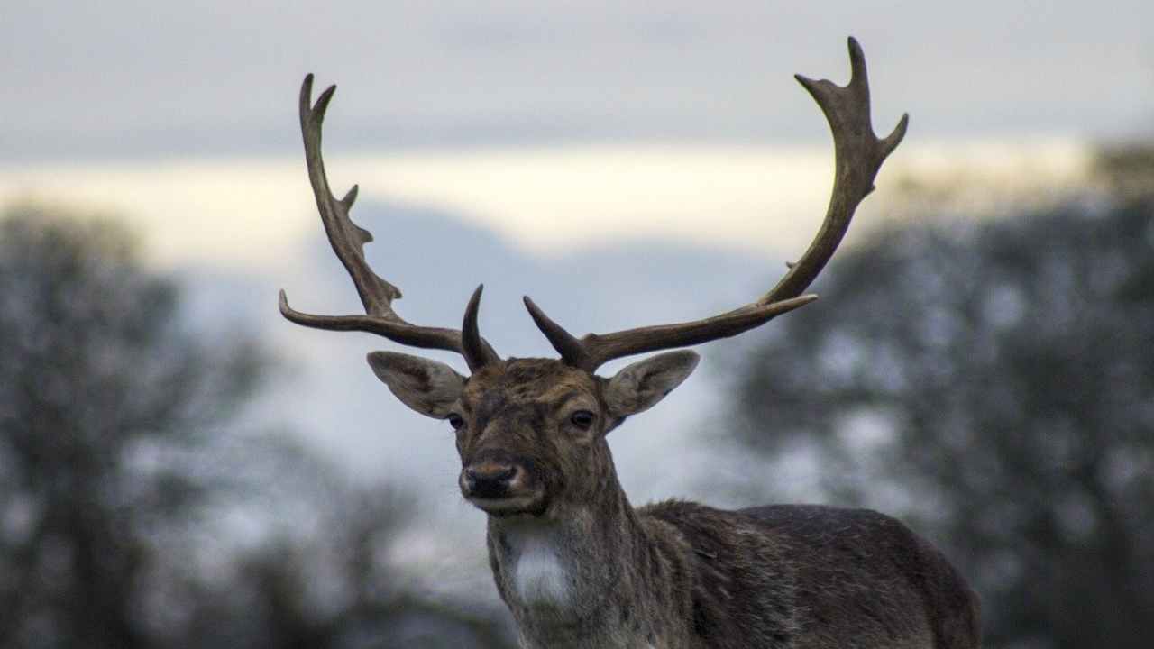 Il cervo ruba il fucile al cacciatore: si perde e la polizia lo cerca