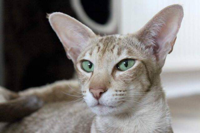 Razze di gatti orientali: i mici asiatici più affascinanti