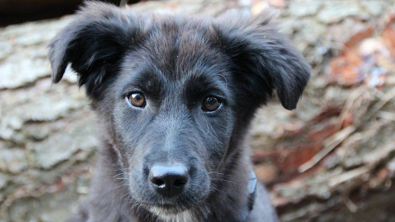 Come scoprire da quali razze deriva un cane meticcio o un incrocio