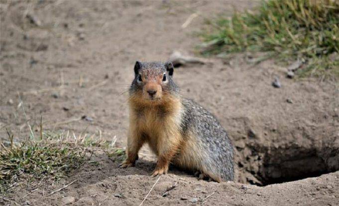 Animali della montagna: quali sono, dove vivono, curiosità e foto