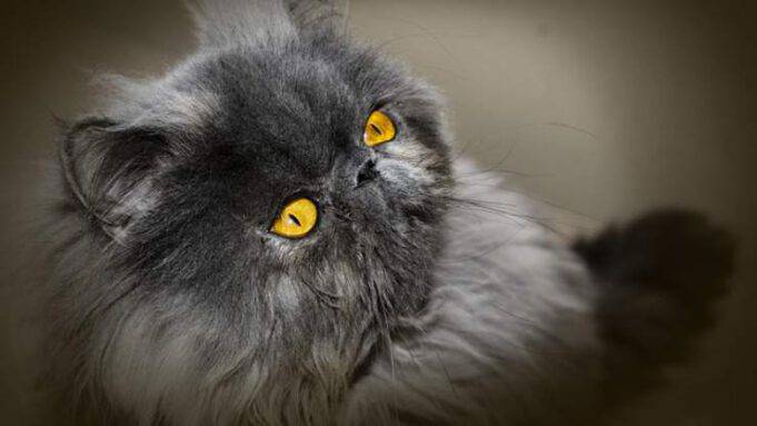 Gatto Persiano: carattere, prezzo, cuccioli, salute, alimentazione