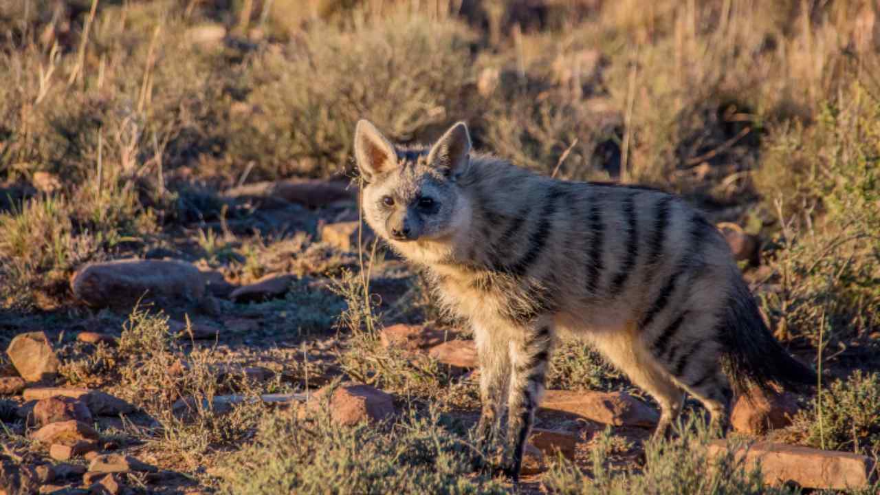 Protele: cosa mangia, dove vive, caratteristiche e curiosità