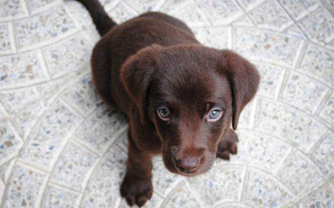 Labrador Retriever: carattere, cuccioli, prezzo, cure, salute e consigli