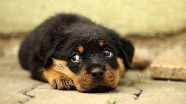 Rottweiler: carattere, prezzo, cure e allevamento. Costo dei cuccioli