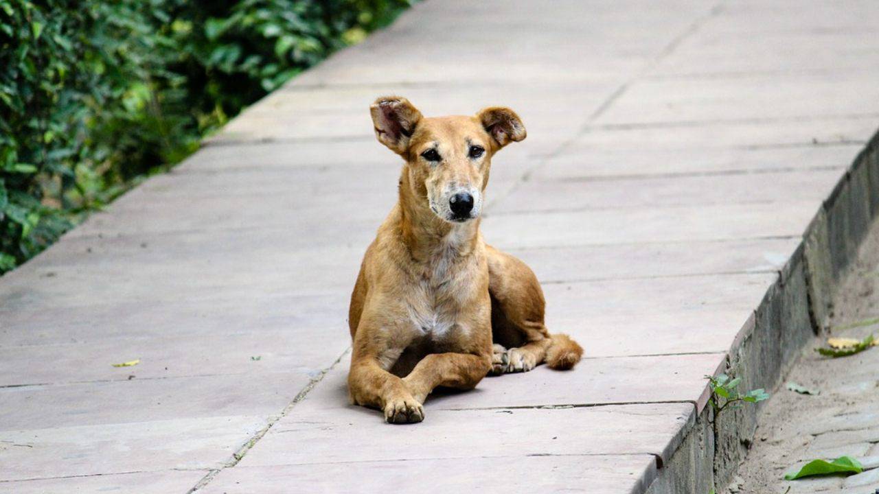 Adottare un cane randagio: perché dovremmo farlo e quanto vive