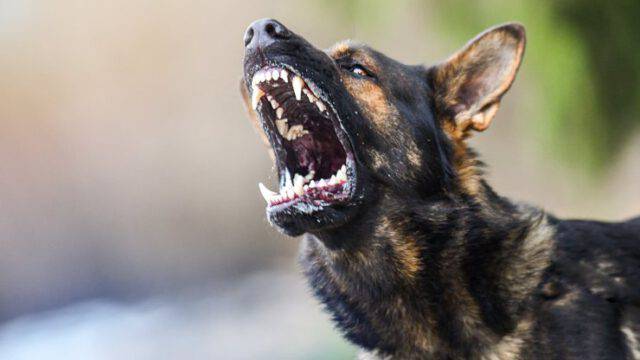 Cani da guardia: i 10 migliori in un elenco completo
