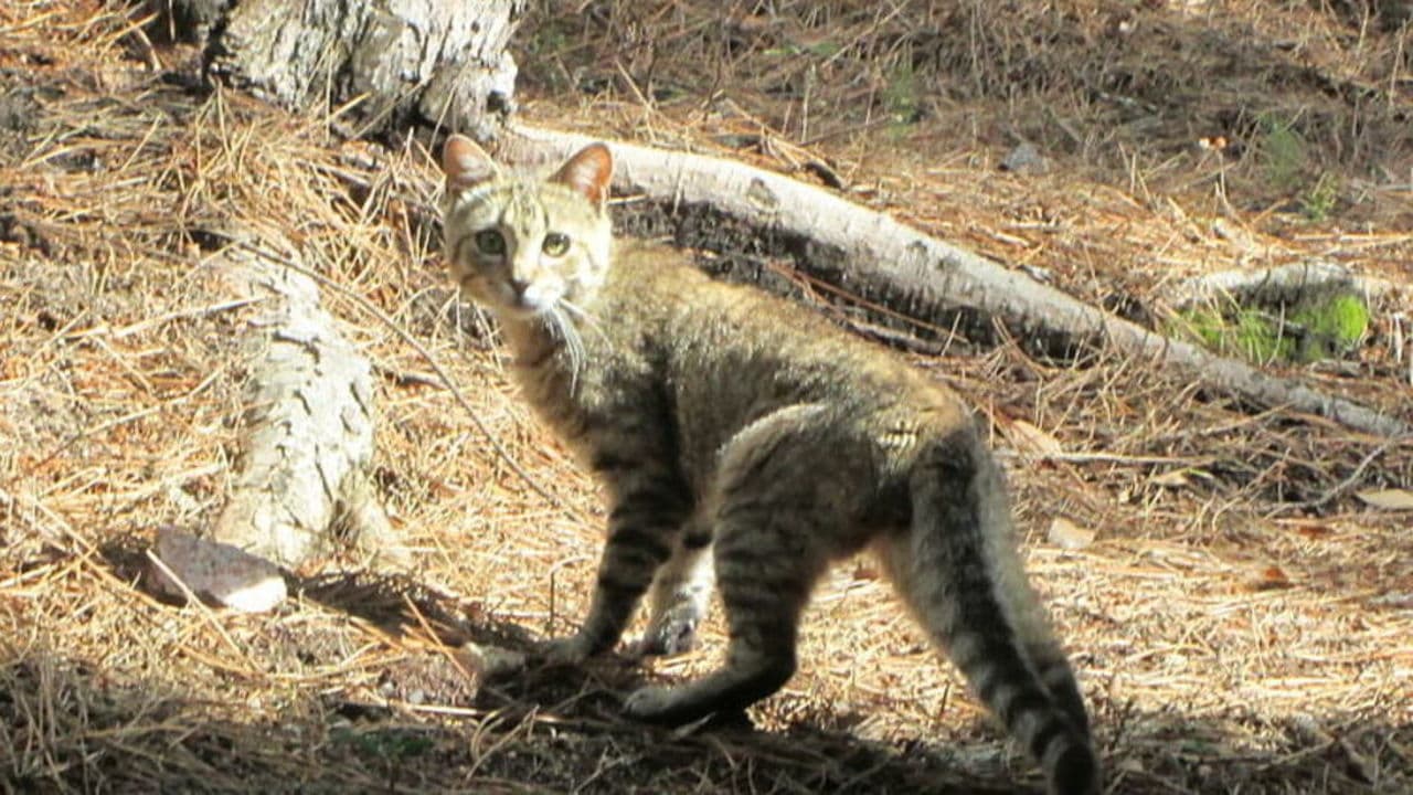 Gatto selvatico sardo vive soltanto in Sardegna: una specie rara e protetta