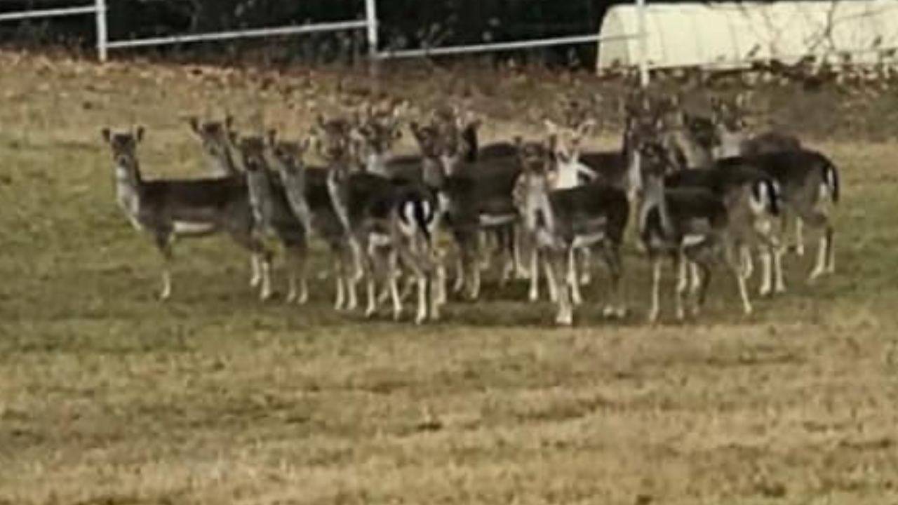 21 daini si possono ancora salvare: mobilitazione generale