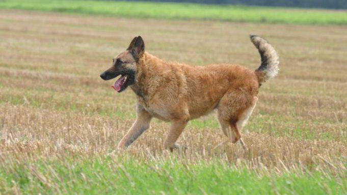 Cani belgi: le razze belghe più famose e le loro caratteristiche