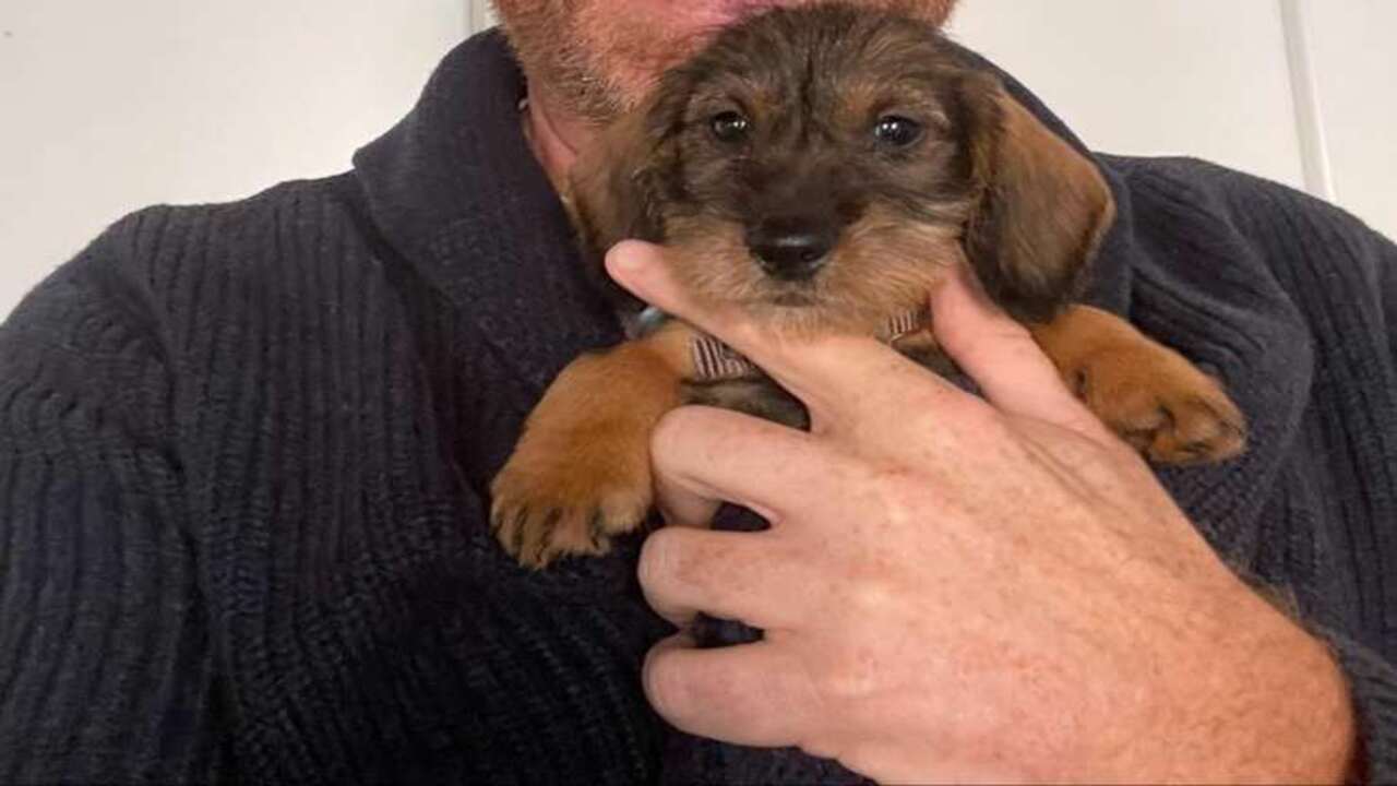 Rudy Zerbi allarga la famiglia con il cane Ottone soprannominato Erminio