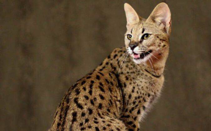 Gatto Ashera: carattere, prezzo, origine, cura, alimentazione