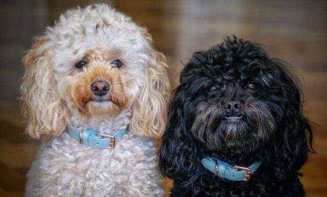 Quale è il cane più bello e ricercato del 2020? Ve lo presentiamo noi
