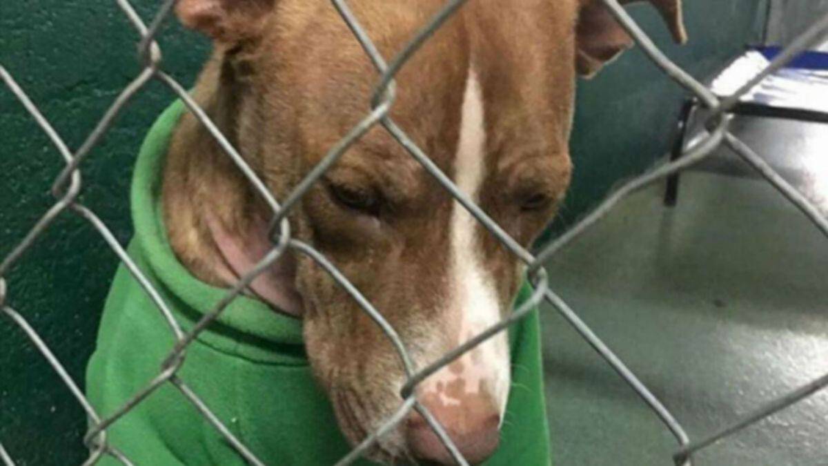 Bobby, la storia del cane fortunato grazie al suo maglione-VIDEO