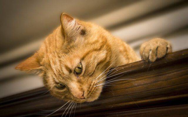 Il gatto scappa quando vede il padrone: cause e rimedi