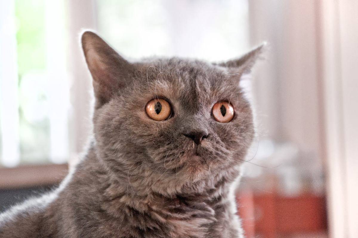 Il gatto scappa quando vede il padrone: cause e rimedi