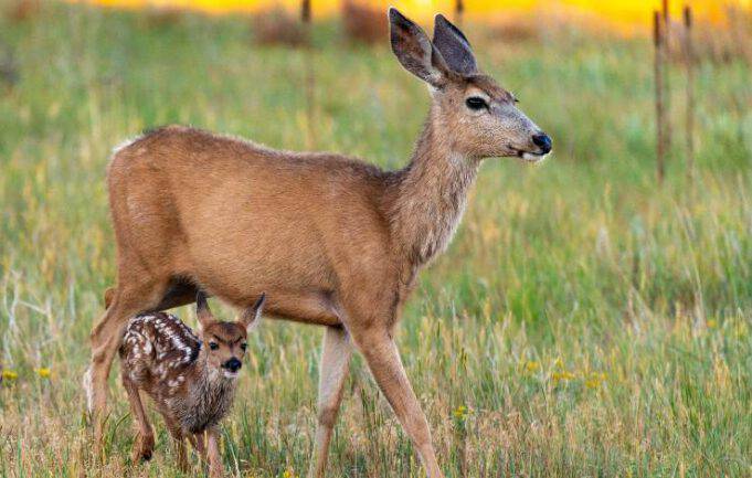 Cervo: cosa mangia, dove vive, caratteristiche, curiosità