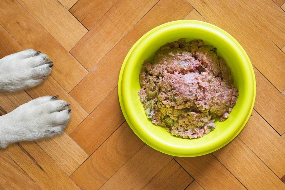 Come leggere le etichette del cibo per cani: composizione del pet food
